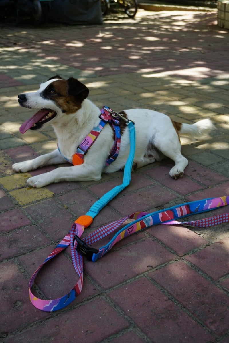 Exclusive Deals | Premium Pet Supplies | Pawsitivity Pet Supply Store