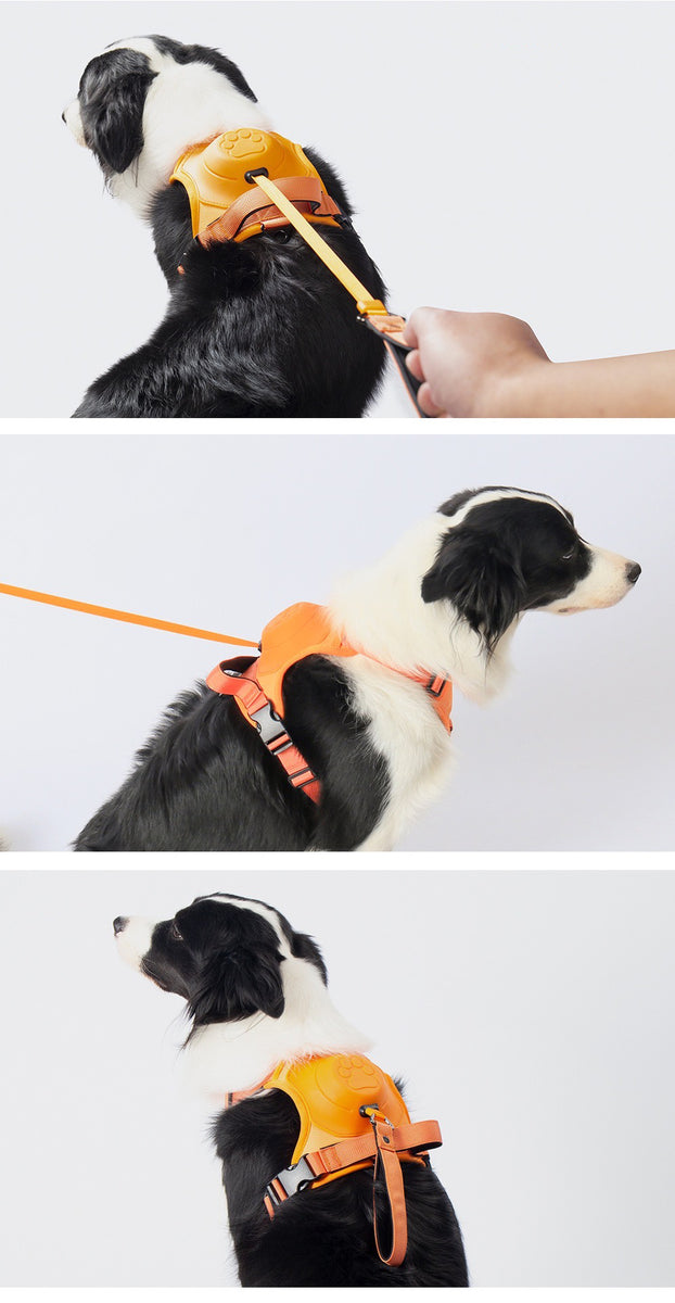 Retractable Dog Leash and Harness Set | Pawsitivity Pet Supply Store